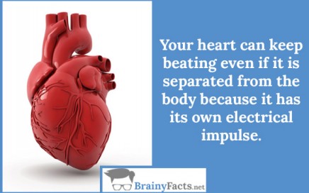 Body Facts : Diving reflex | did you know